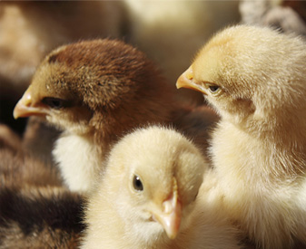 Resources: Laying Hens | Compassion in Food Business