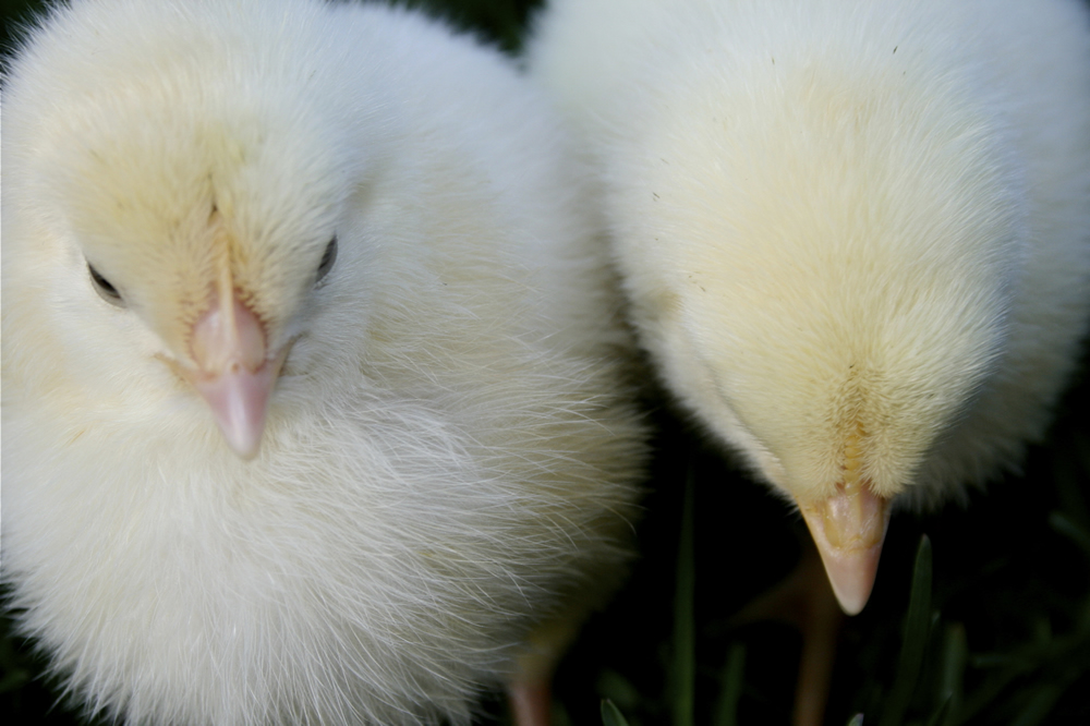 Eliminating Male Chick culling in the egg industry | Compassion in Food ...