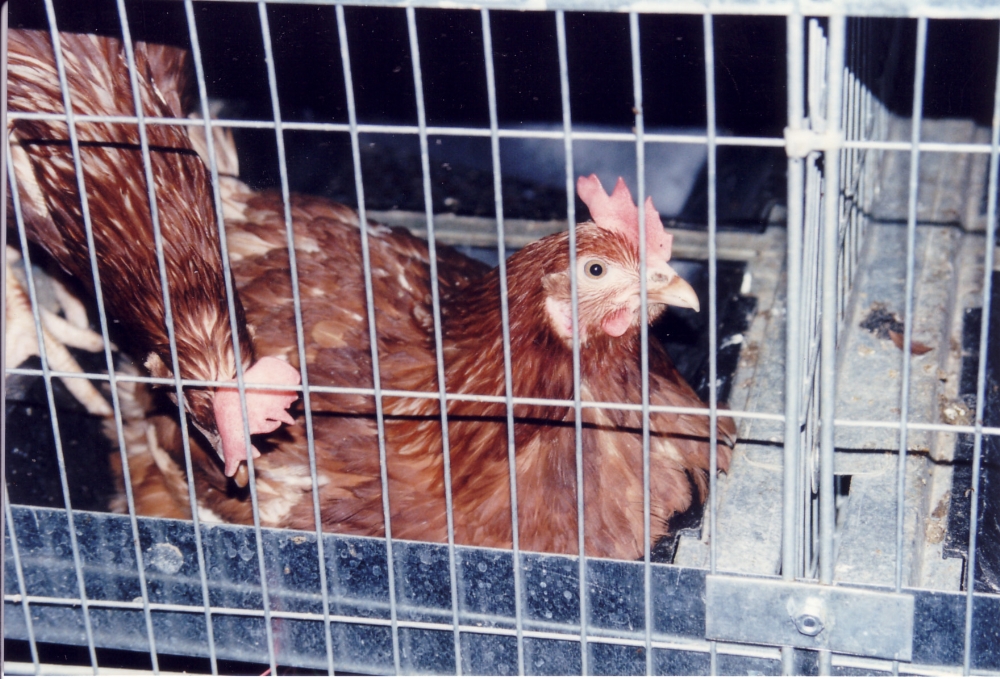Laying hens | Compassion in Food Business