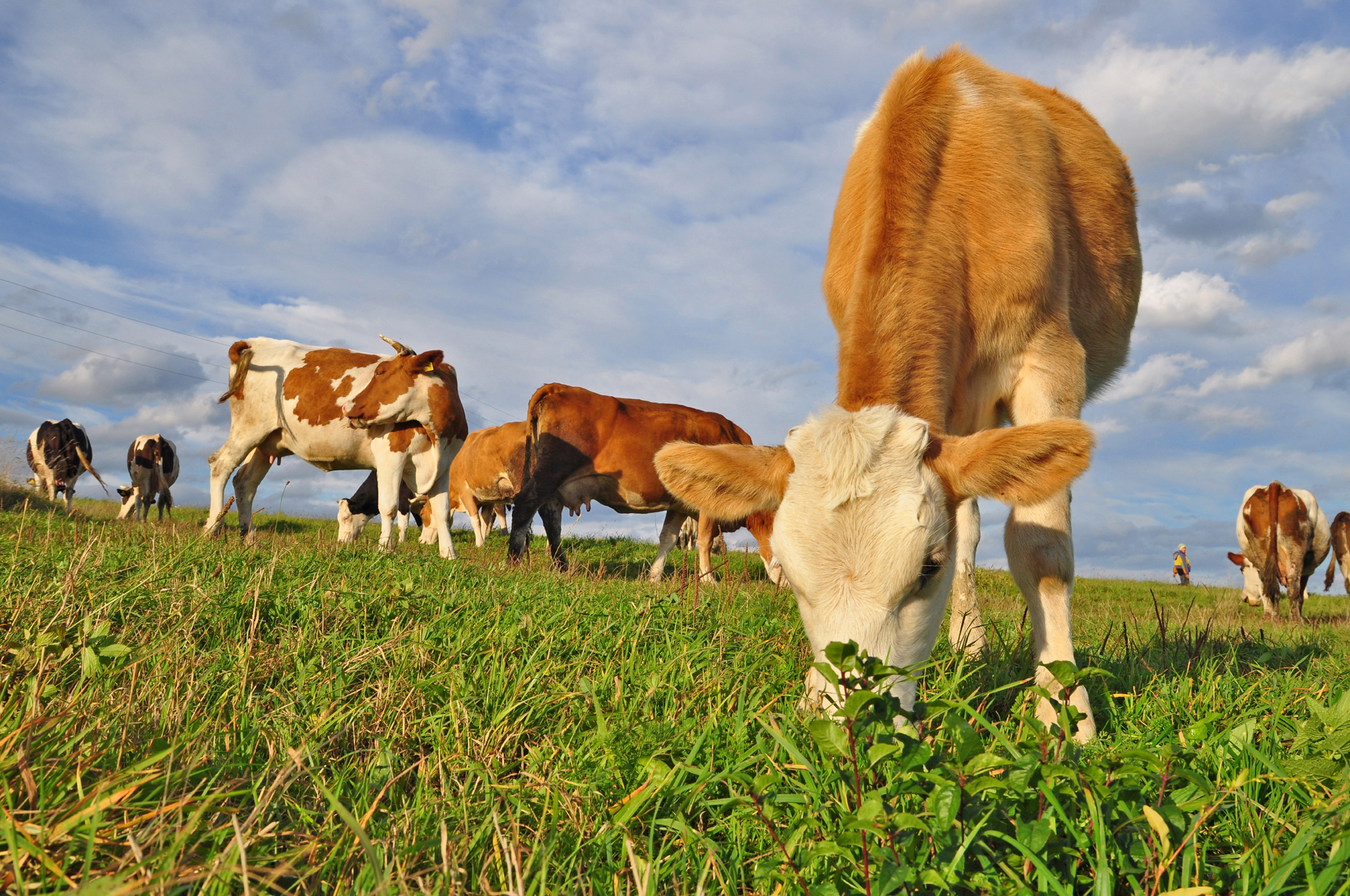 Good Farm Animal Welfare Awards | Compassion in Food Business