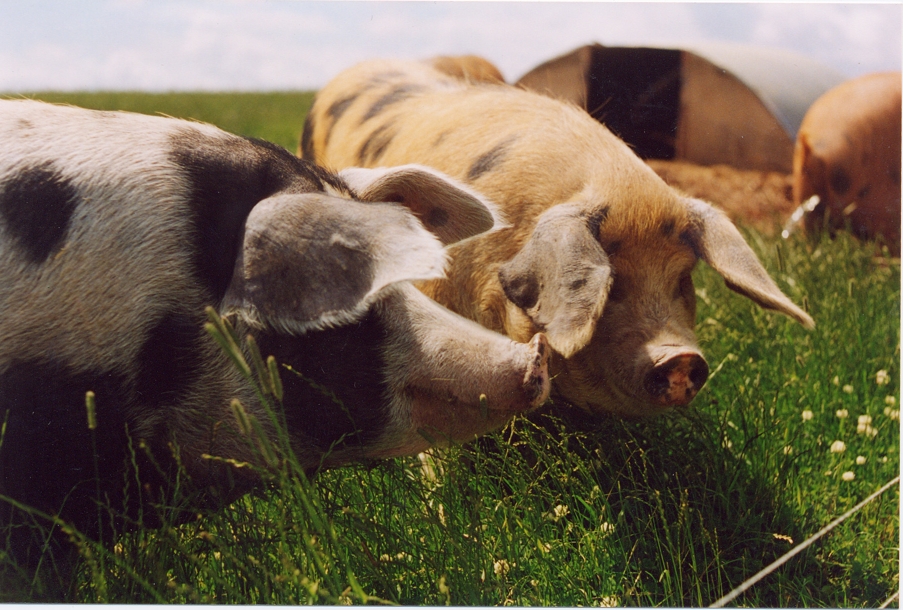 Apply for a Good Pig Award | Compassion in Food Business