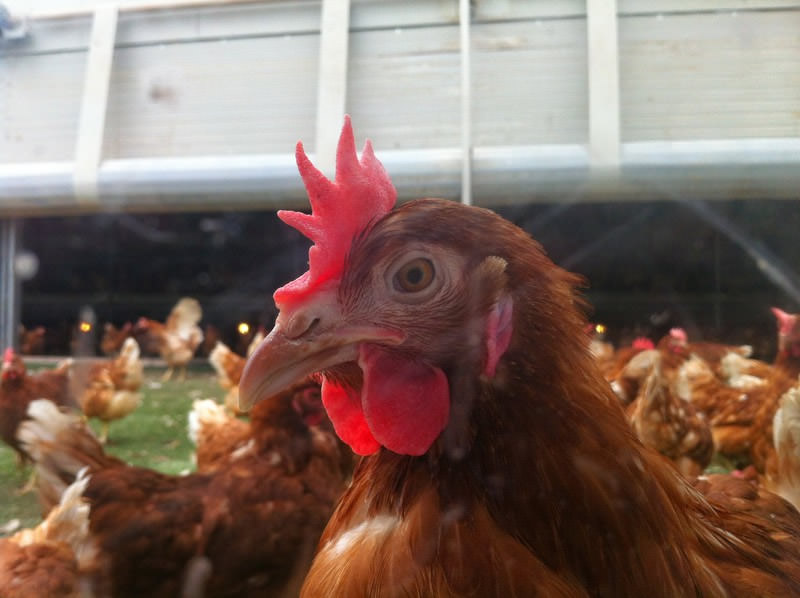 Resources: Laying Hens | Compassion in Food Business
