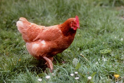 Resources: Laying Hens | Compassion in Food Business