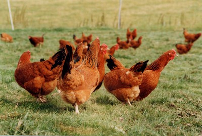 Resources: Laying Hens | Compassion in Food Business