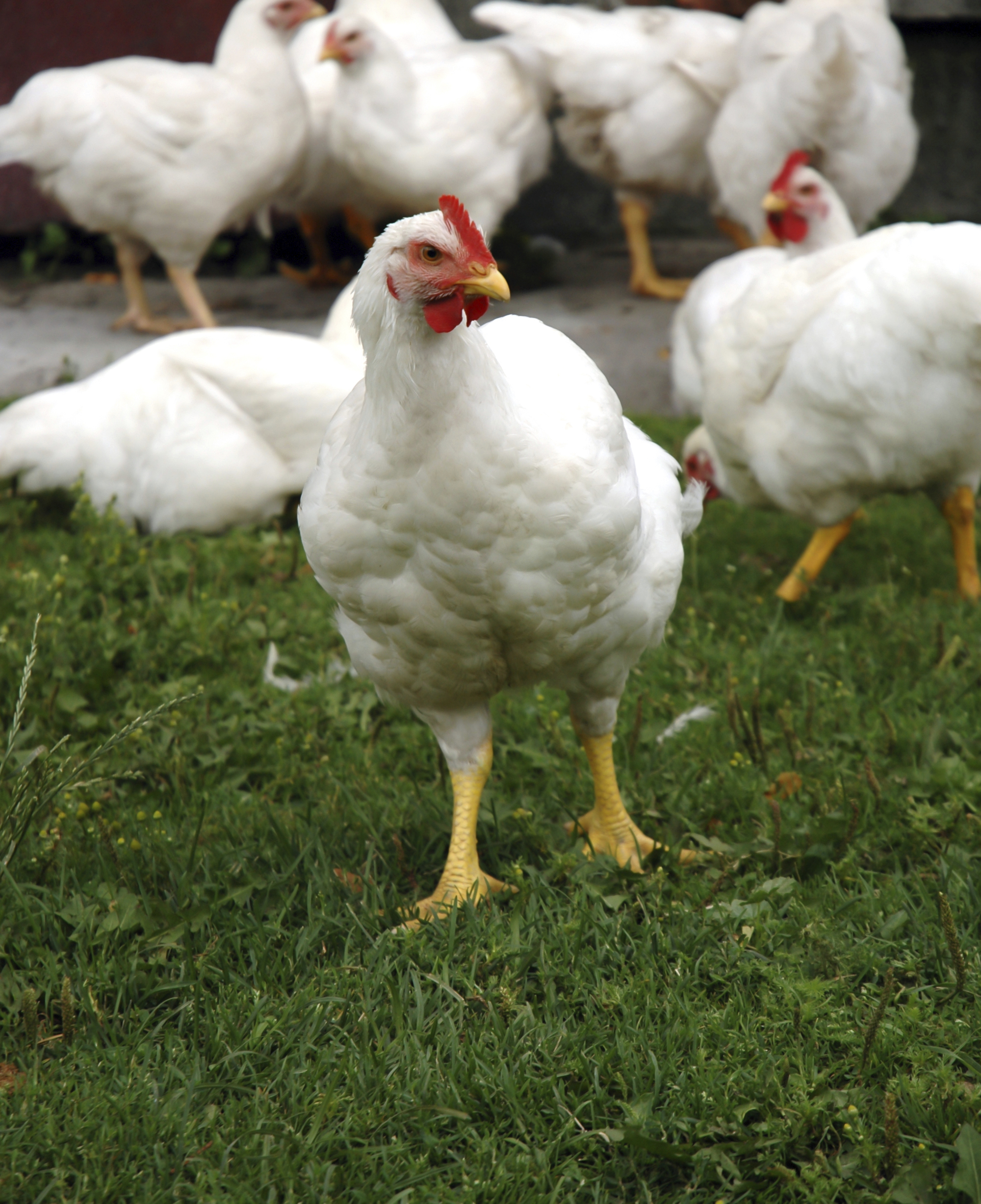 The Impact of Breed on Broiler Welfare (2023) | Compassion in Food Business