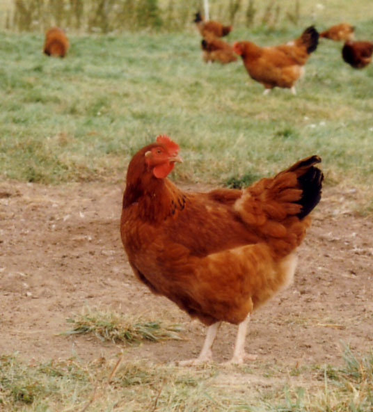Welfare Potential Matrix - Laying Hens | Compassion in Food Business