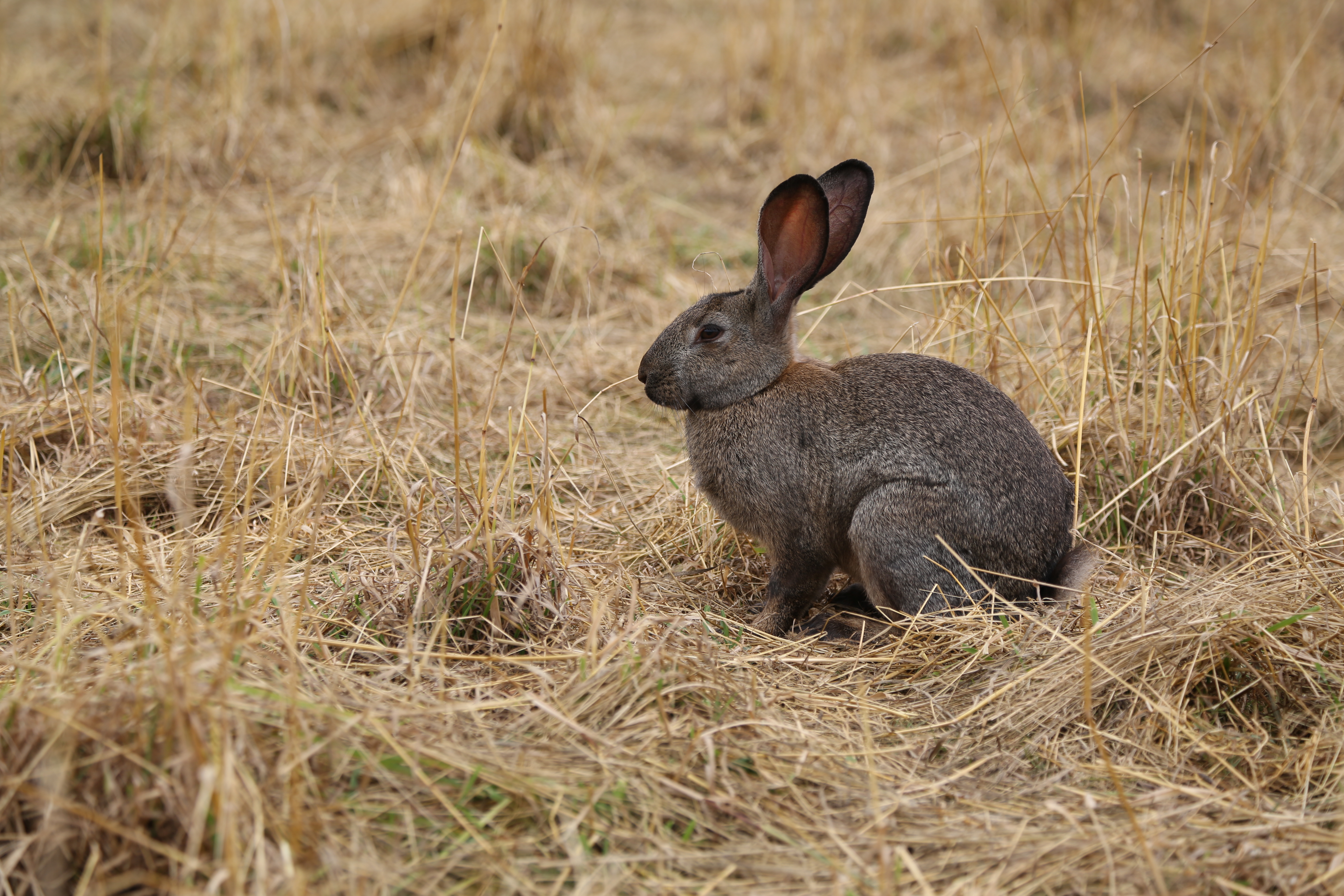 Resources: Meat Rabbits | Compassion in Food Business