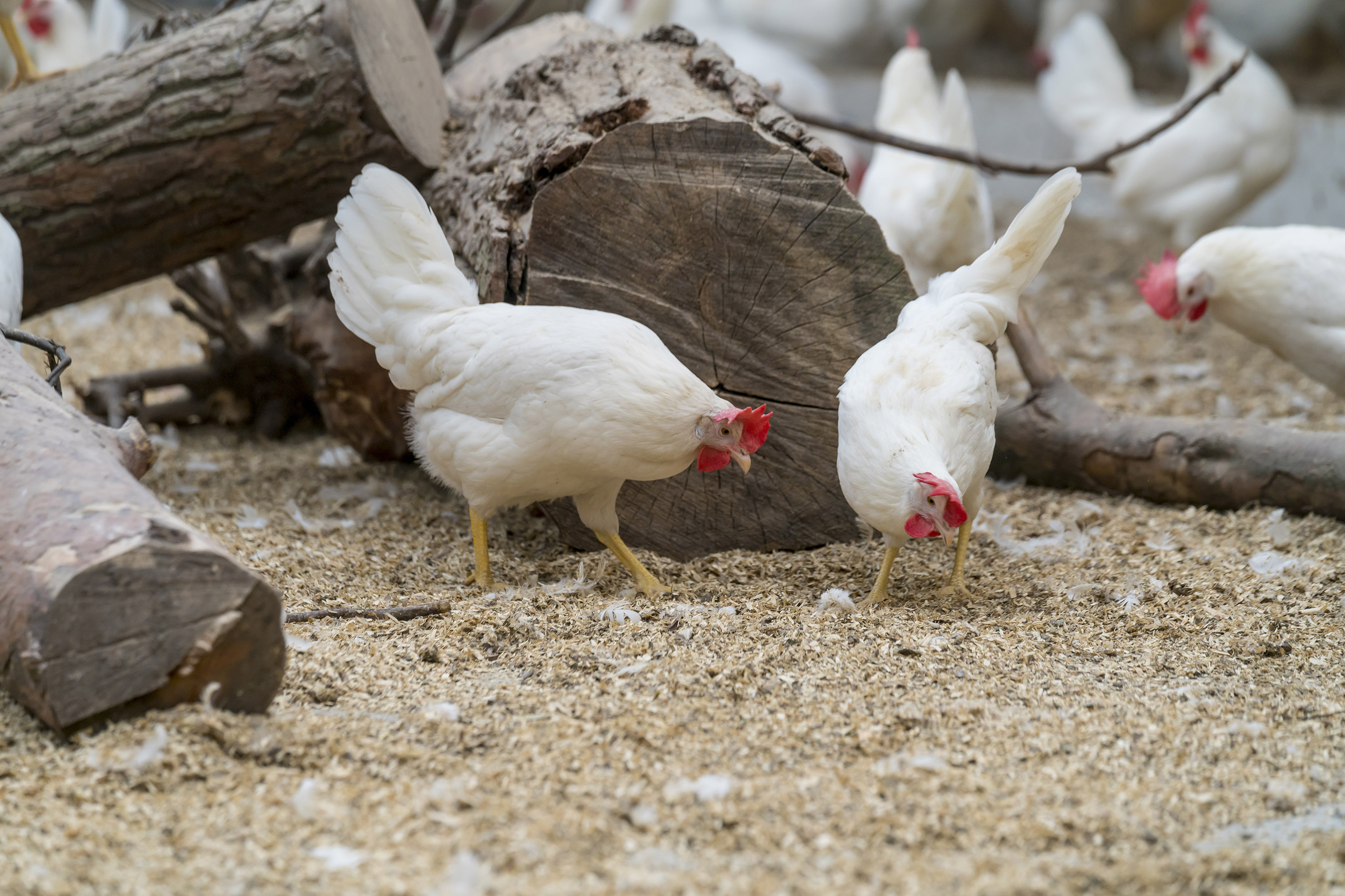 Laying hens | Compassion in Food Business
