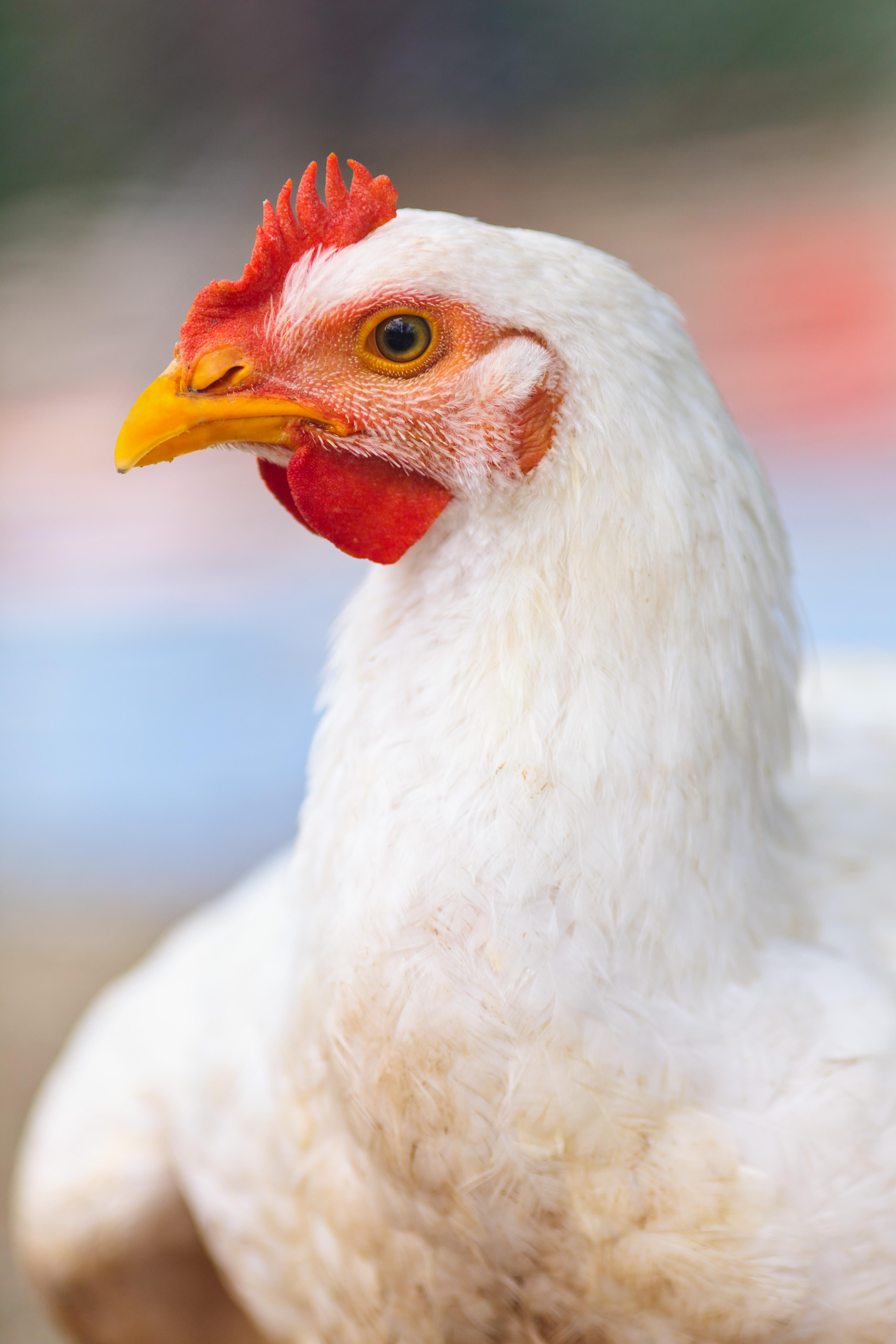 Welfare Outcomes for Broilers | Compassion in Food Business