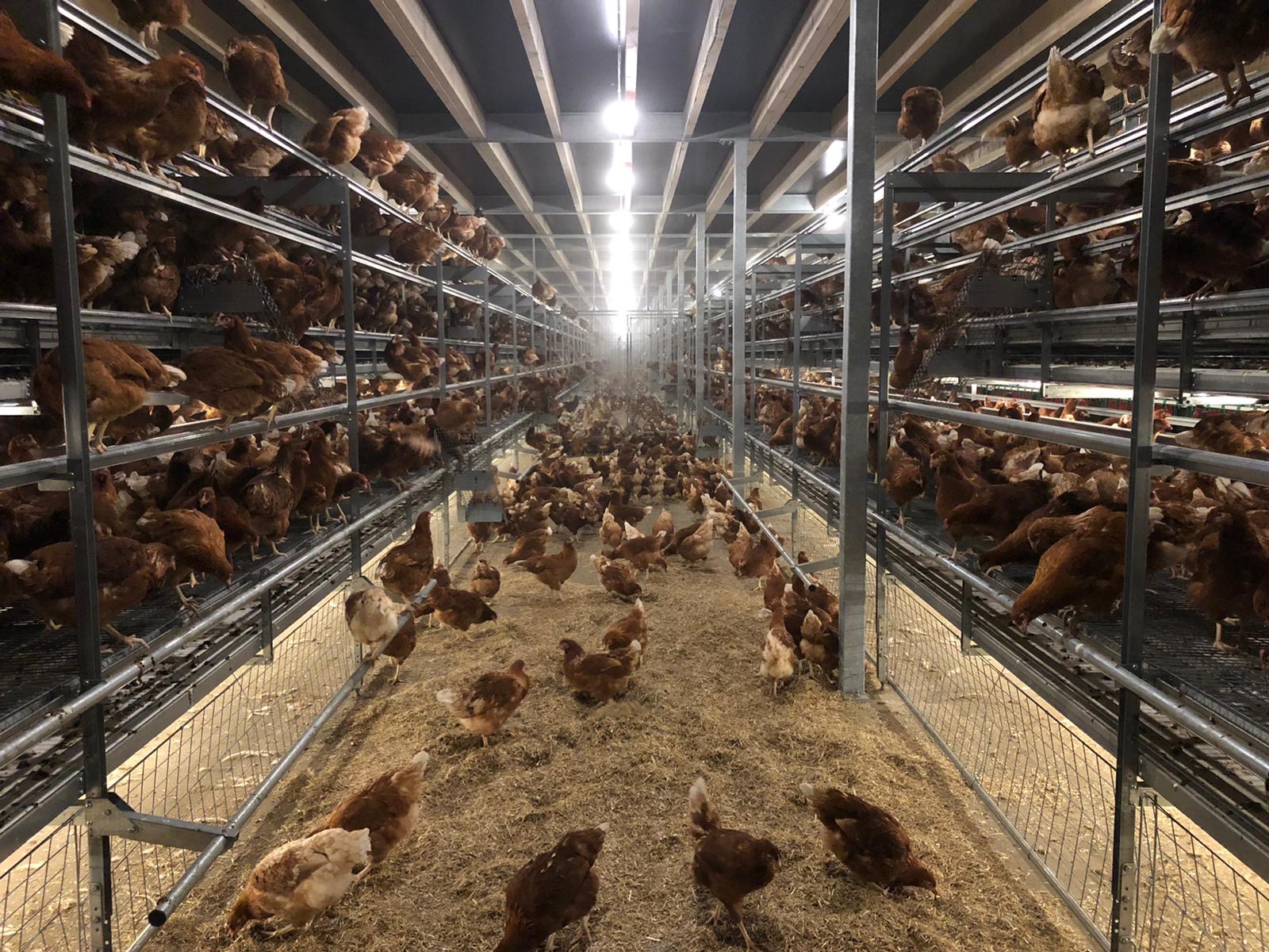 Commercial Egg Farms