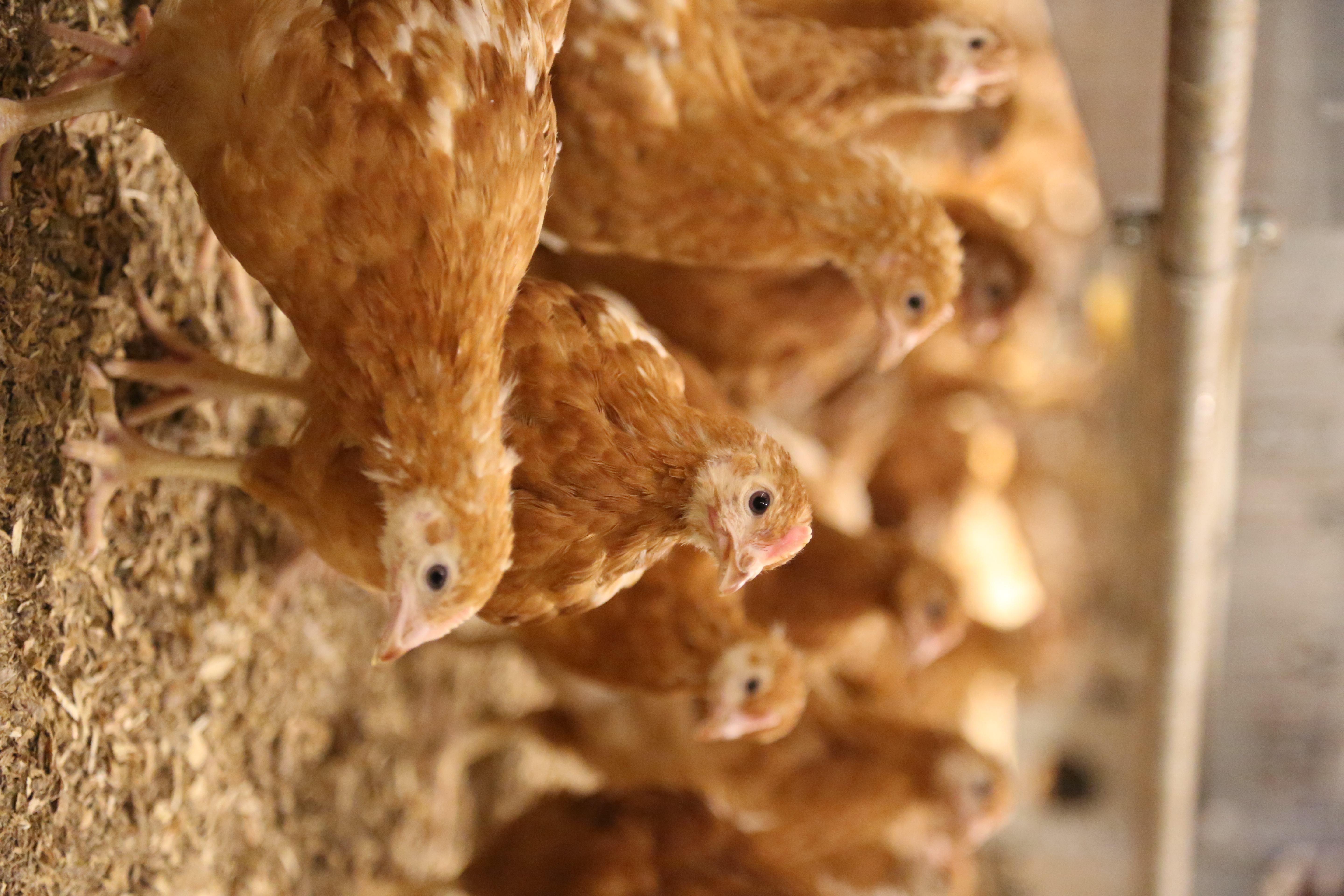 Resources: Laying Hens | Compassion in Food Business