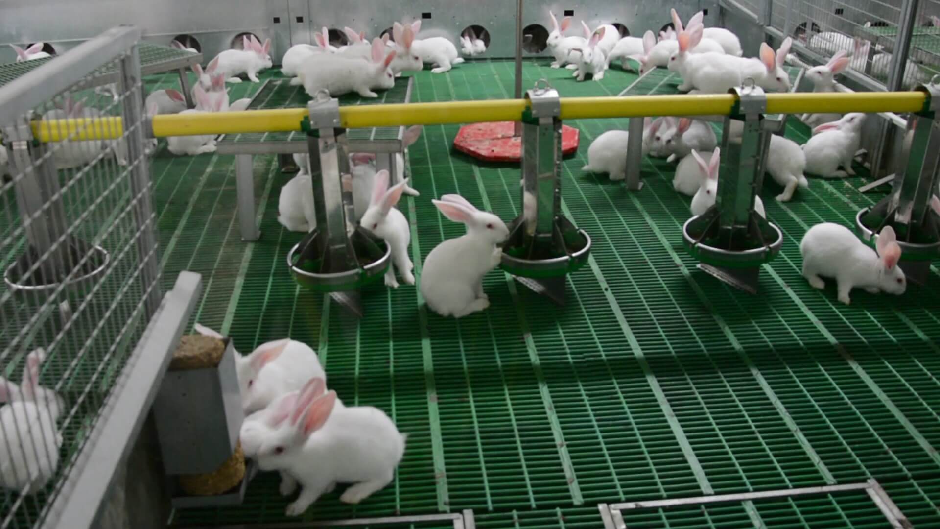 Review of Rabbit Production in the EU/UK | Compassion in Food Business