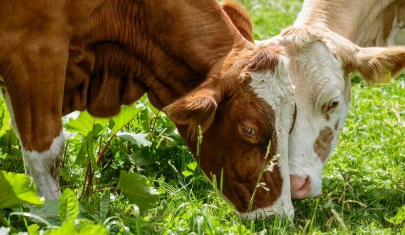 European Farmers Network Happy Graze case study | Compassion in Food ...