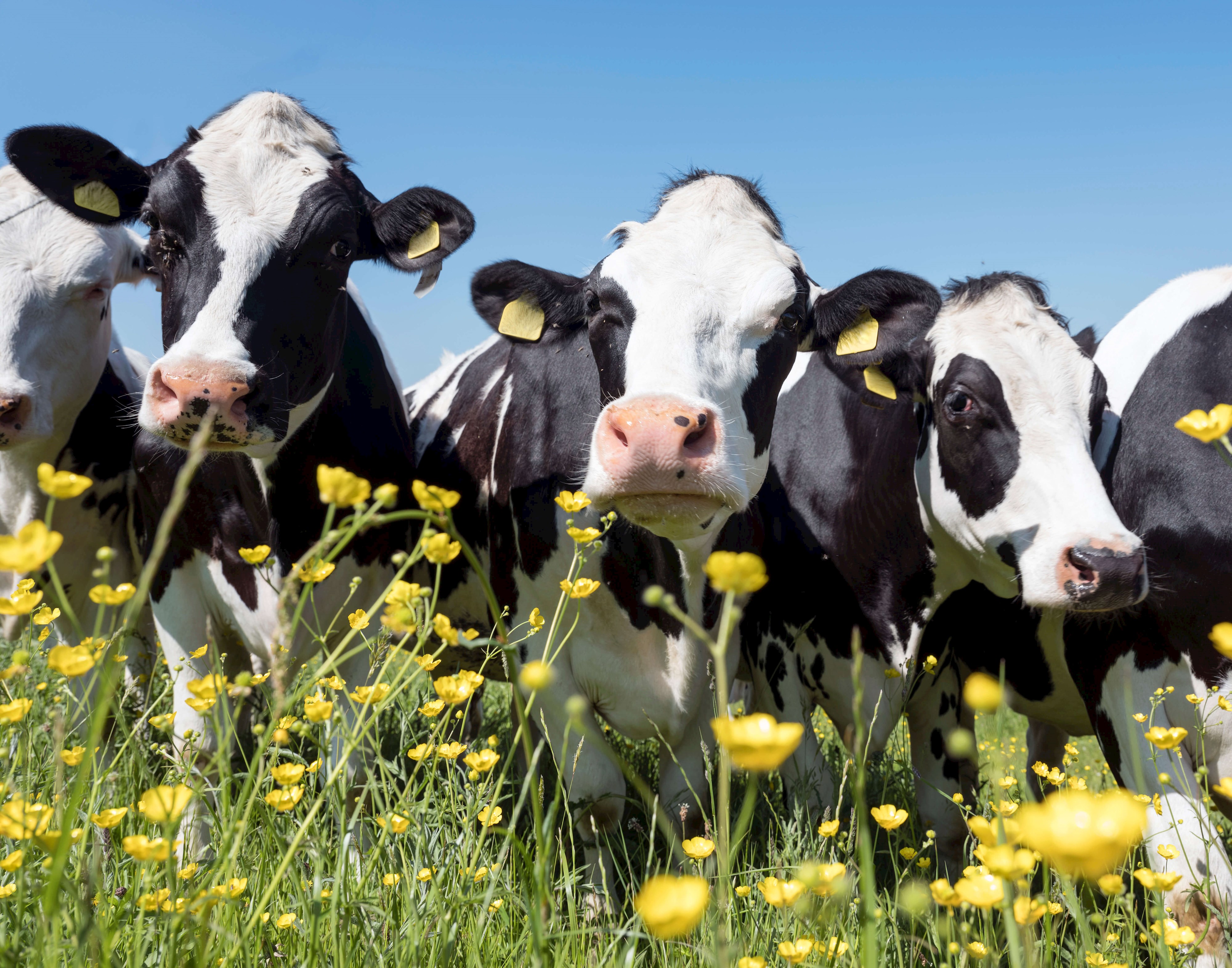 Dairy Cows Grazing