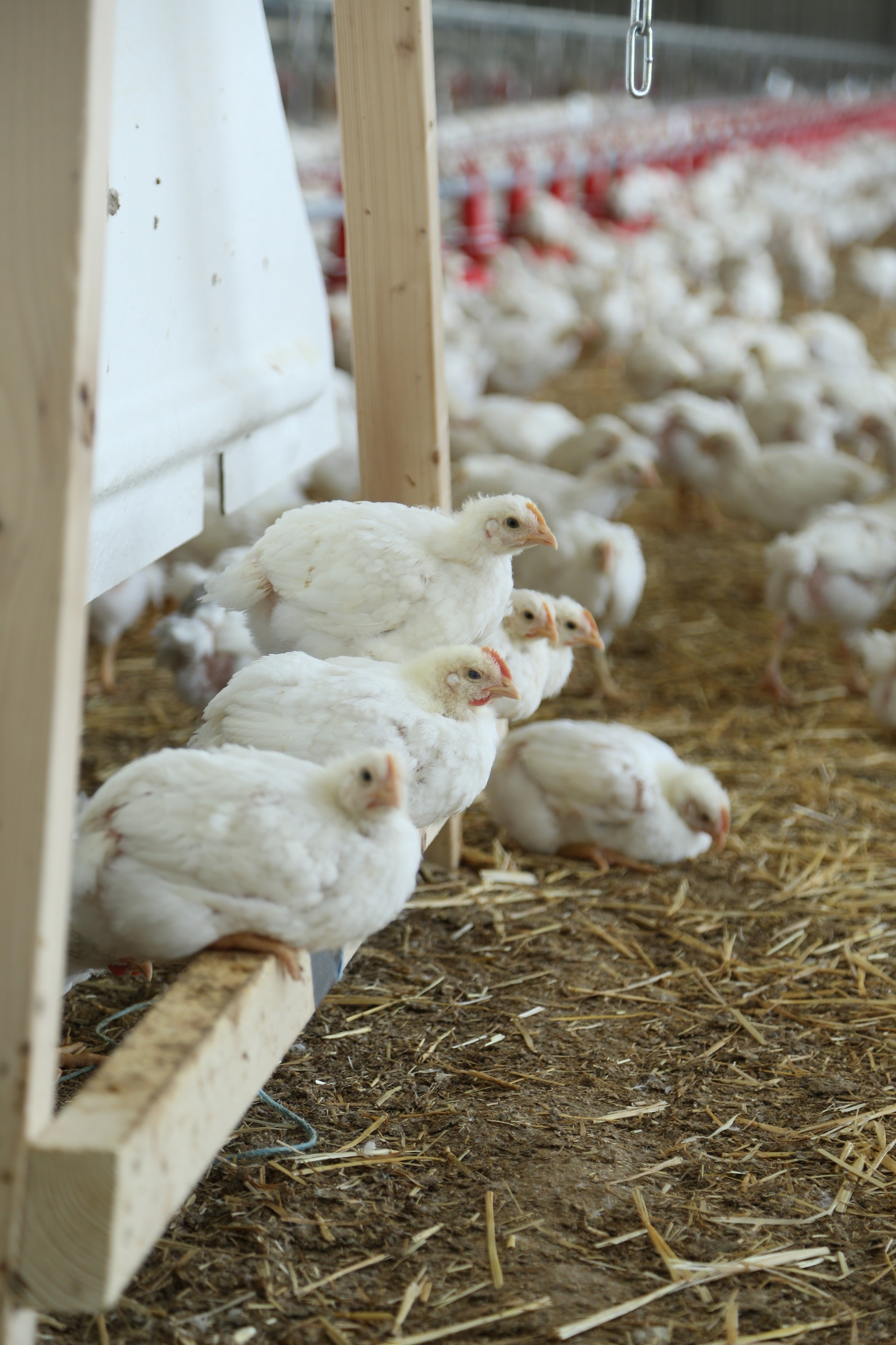 ECC Enrichment Guide for Broiler Chickens (2022) | Compassion in Food ...