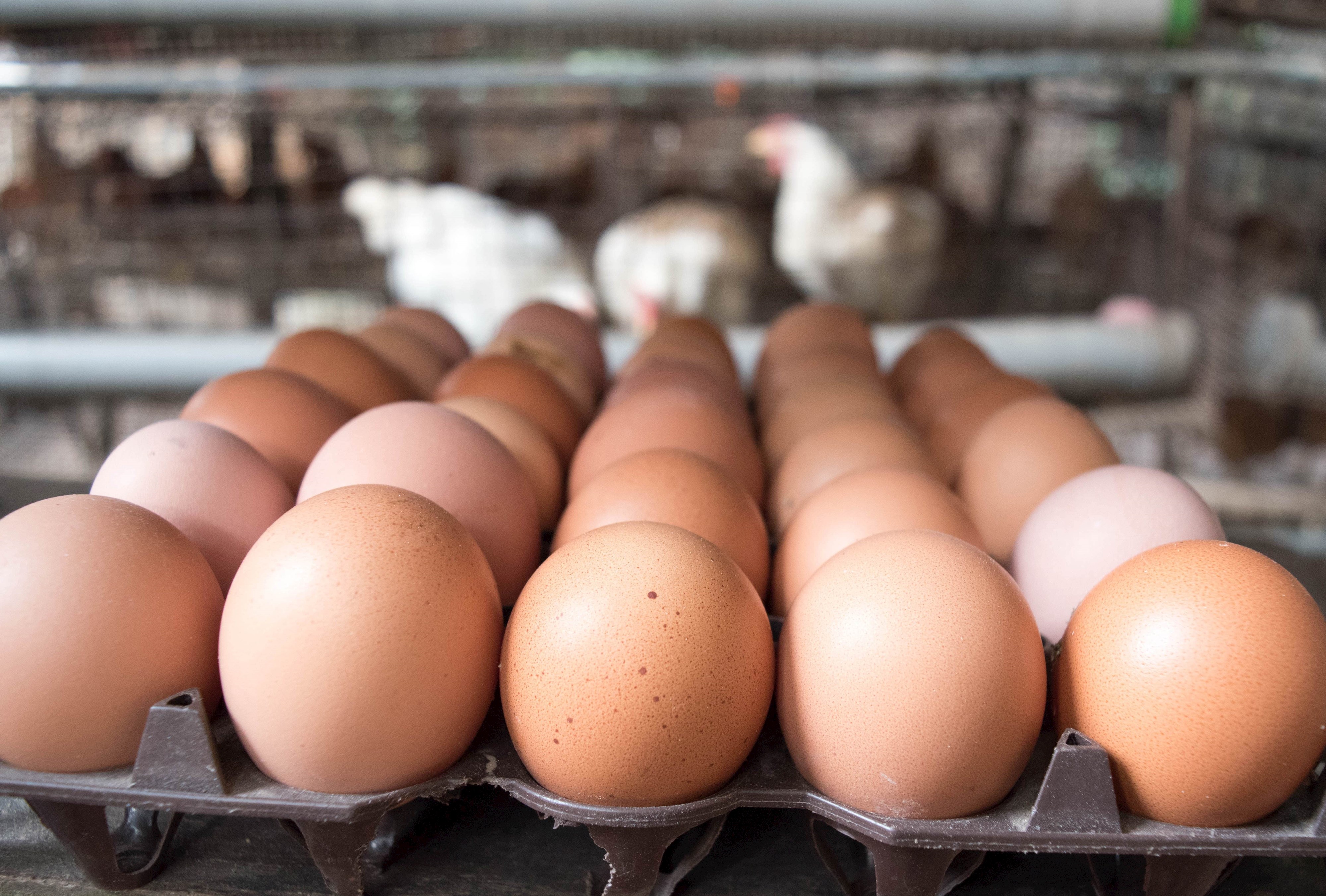 Resources: Laying Hens | Compassion in Food Business