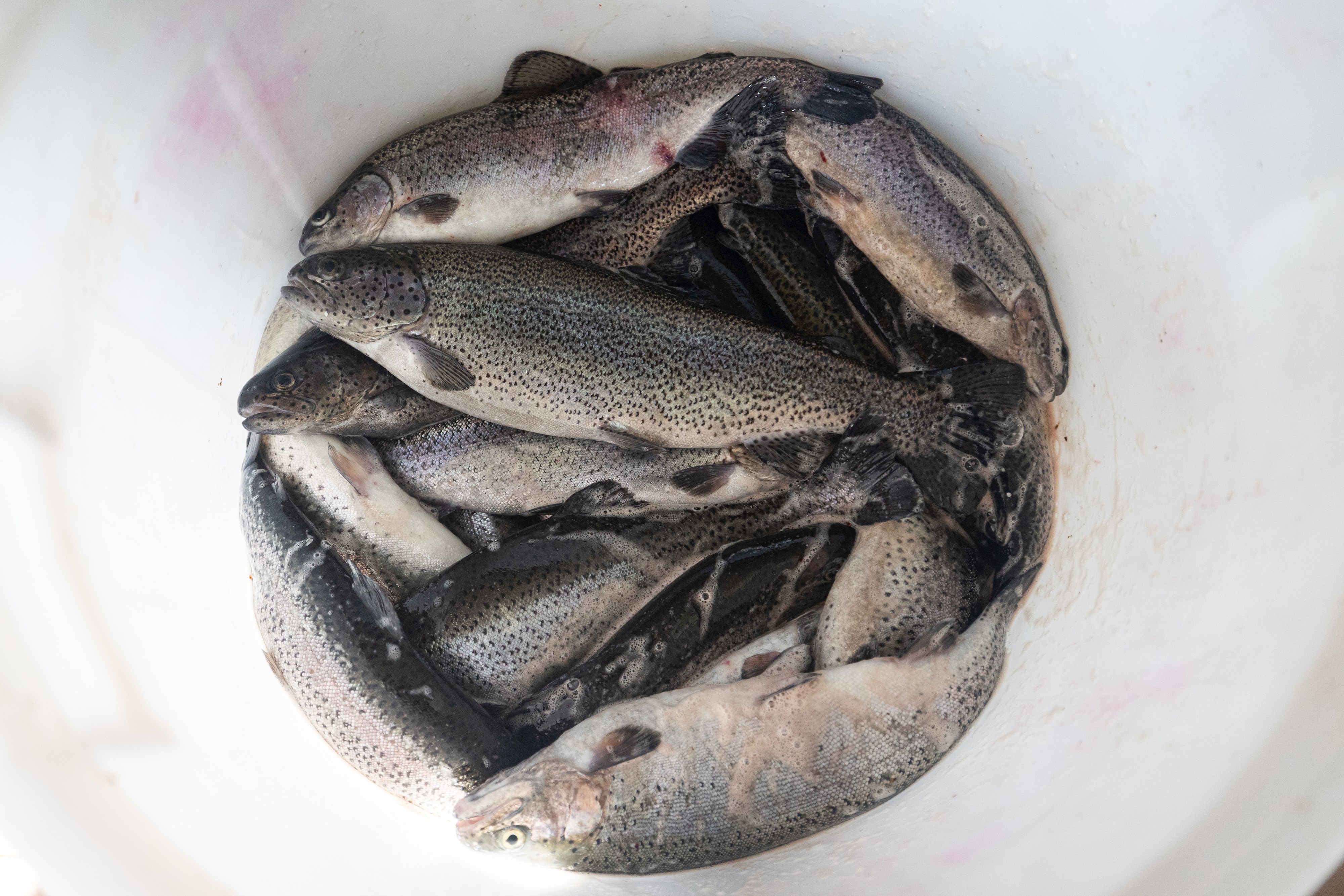 Actor Zoë Wanamaker Unveils Shocking Practices at EU Fish Farms ...