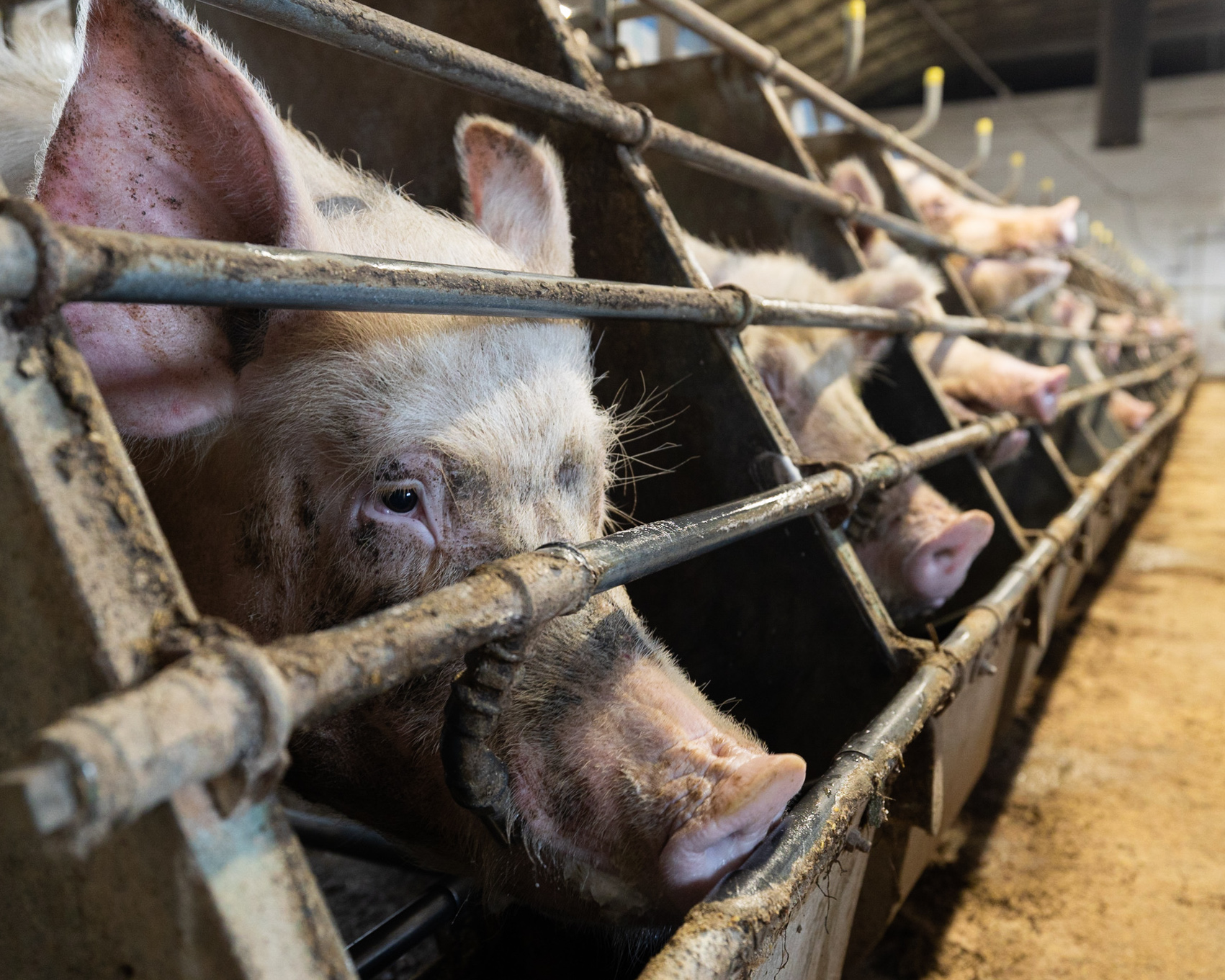Factory Farming's devastating impact: Animal suffering, climate and ...