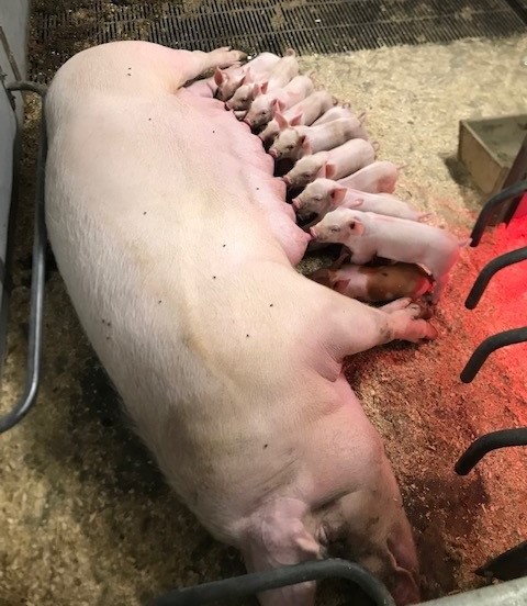 Indoor farrowing systems for sows - Practical alternatives to the ...